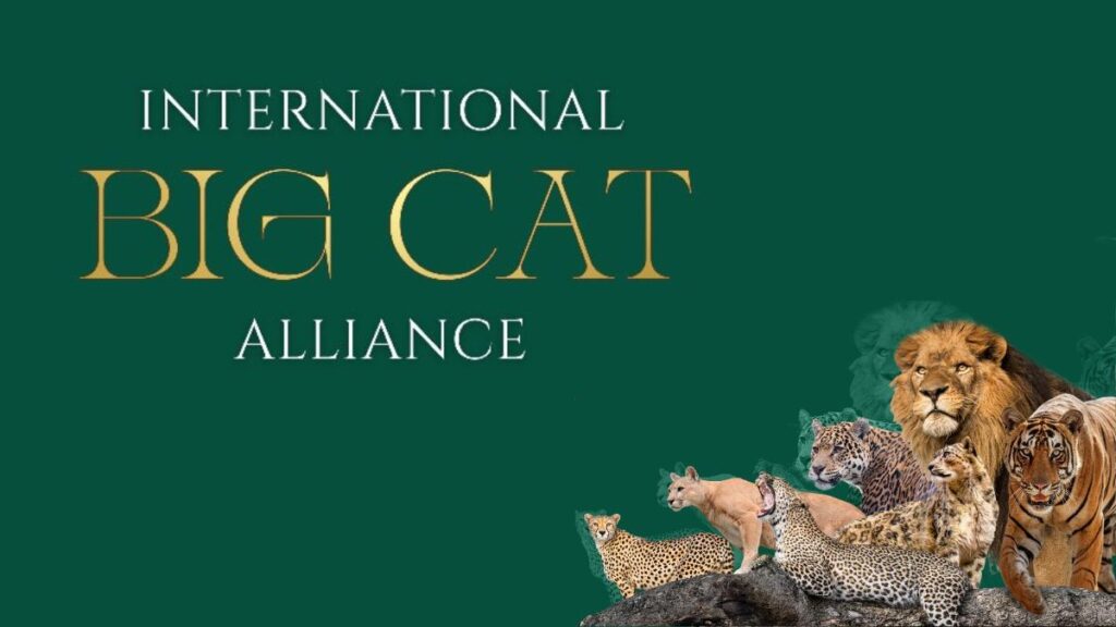 International Big Cat Alliance: India Hosts First Assembly in Delhi ...