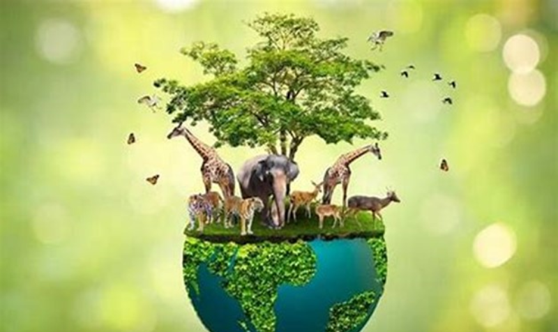 India Wildlife Conservation Projects 2025: Five Key Species Protection ...