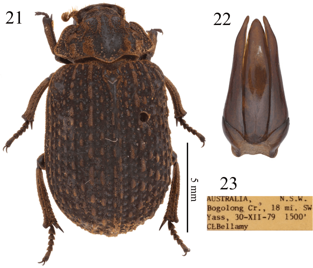 Indian Beetle Species : Omorgus Khandesh A Newly Discovered Indian ...