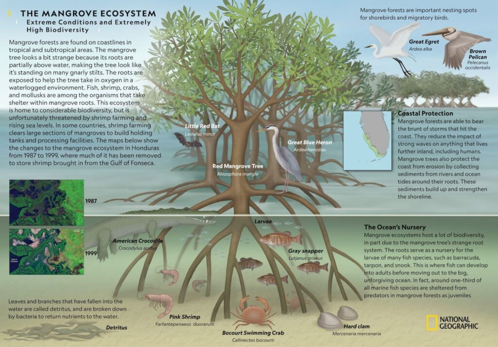 International Day For The Conservation Of The Mangrove Ecosystem 2023 ...