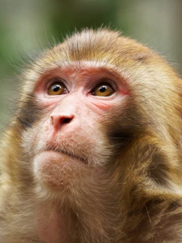 10 Interesting Facts About Monkey