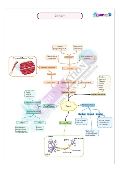 NCERT Mind Maps For Class 9th - Edunovations Book store